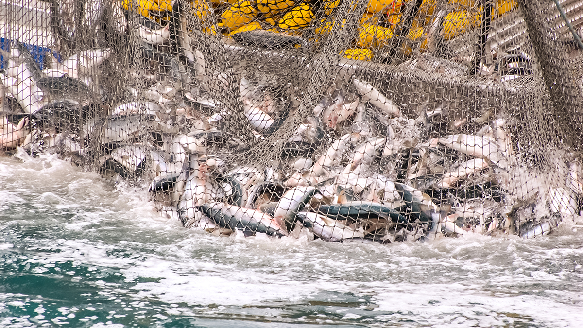 Leading the Way in Sustainable Fish Waste Valorisation | VALORISH